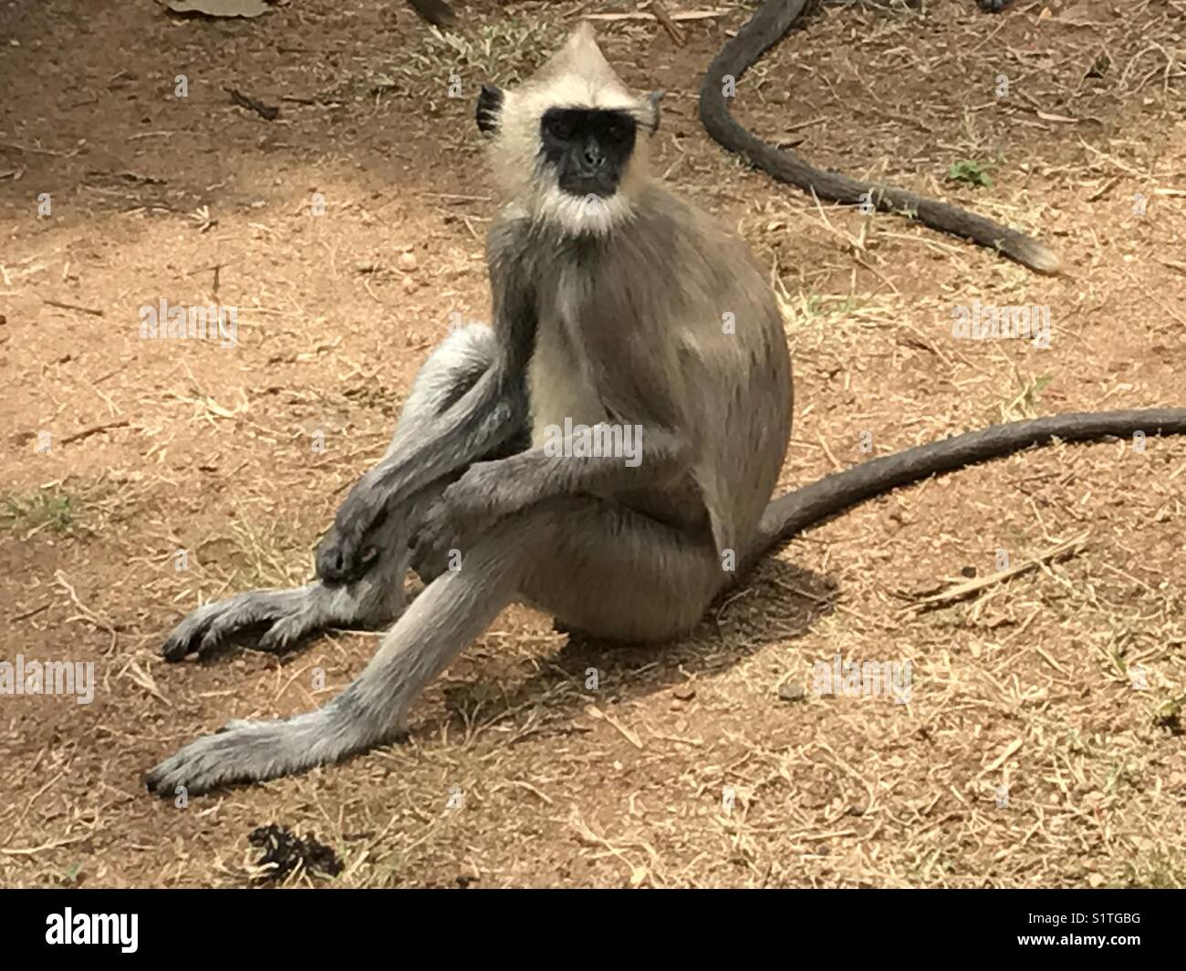 Monkey posing hi-res stock photography and images - Alamy