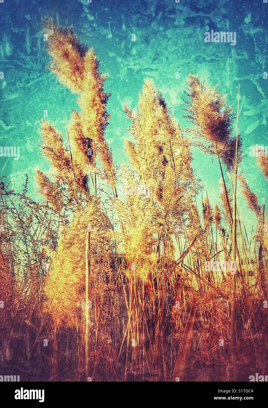 Amber fields hi-res stock photography and images - Alamy