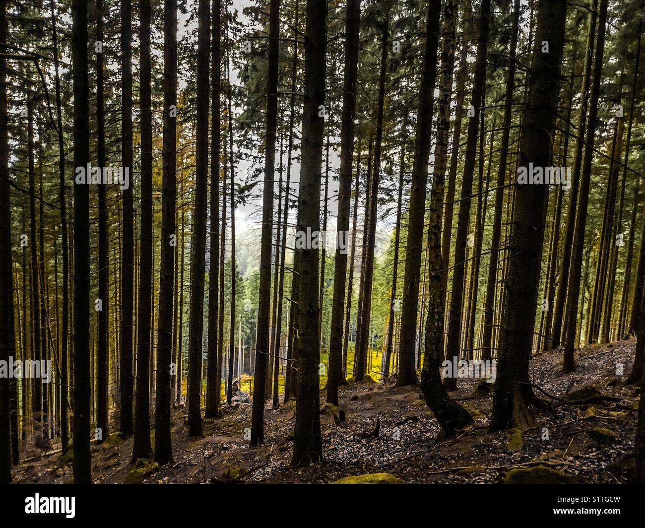 Tall thin tree hi-res stock photography and images - Alamy