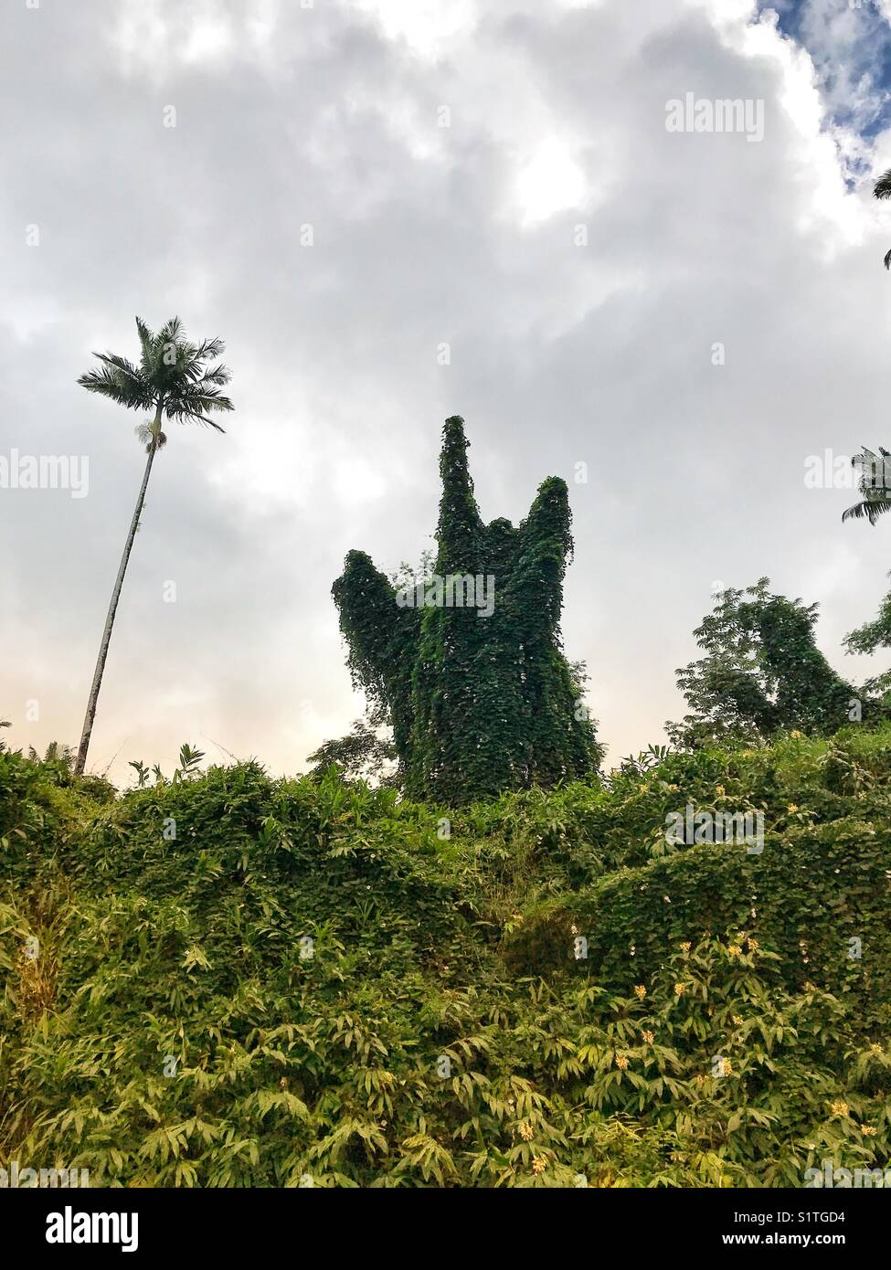 Hand flora hi-res stock photography and images - Alamy