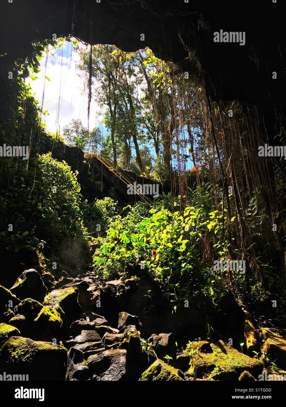 Cave tree roots hi-res stock photography and images - Alamy