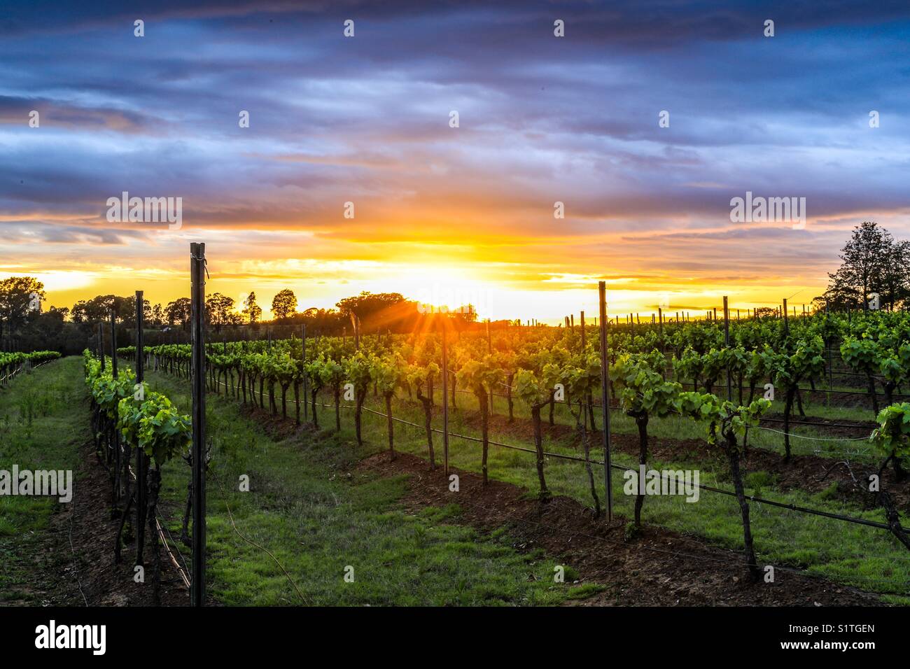 Sun rising over field of grapevines Stock Photo - Alamy