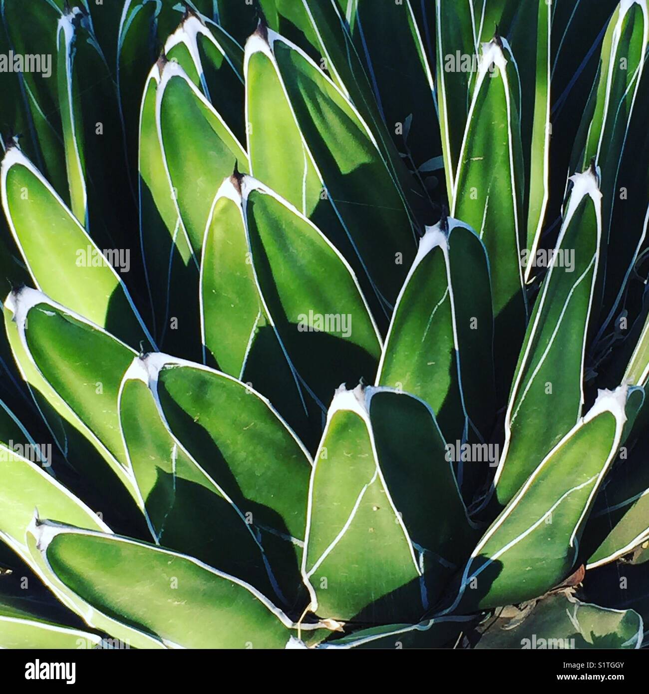 Agave queen victoria hi-res stock photography and images - Alamy