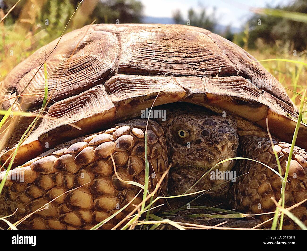 Desert tortoise, Sonoran Desert, Tucson, Arizona, USA Stock Photo - Alamy