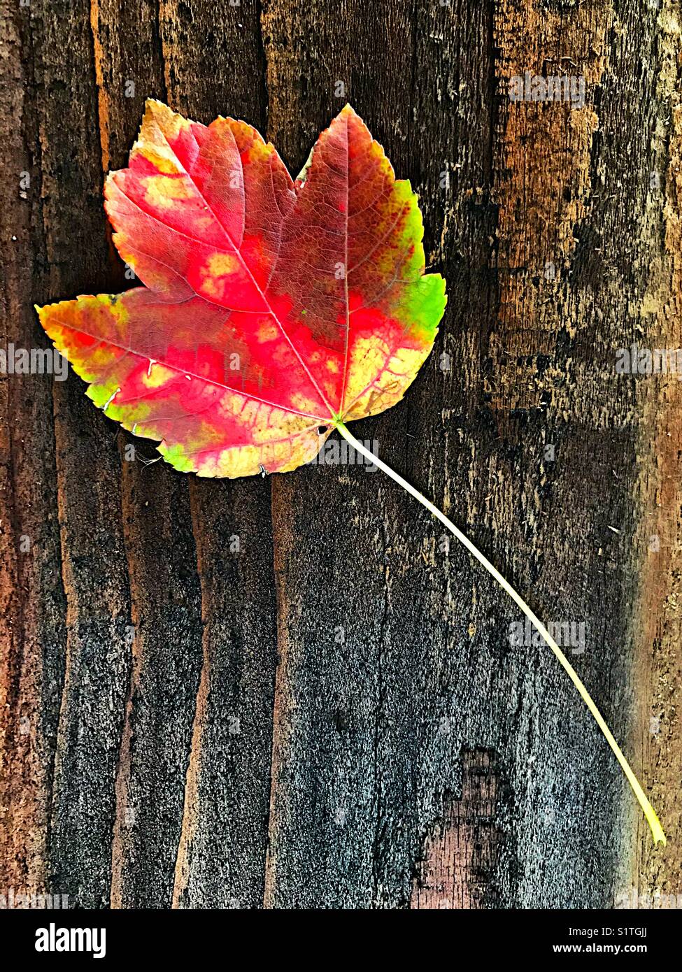 Single maple leaf in fall colors Stock Photo - Alamy