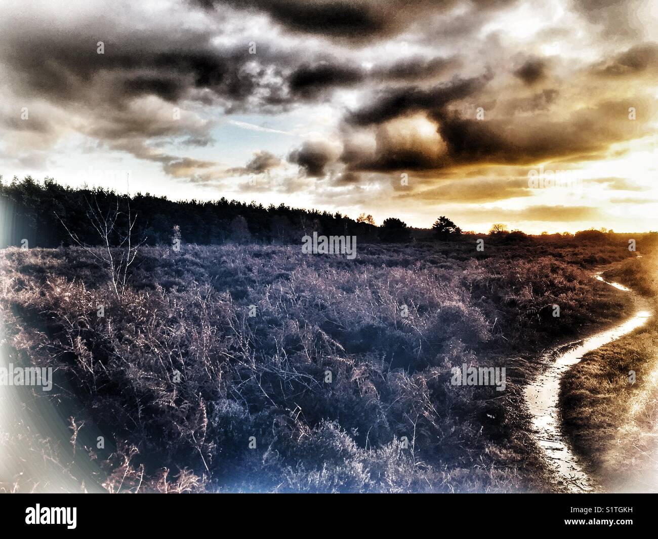 Sutton Heath Suffolk UK Stock Photo - Alamy