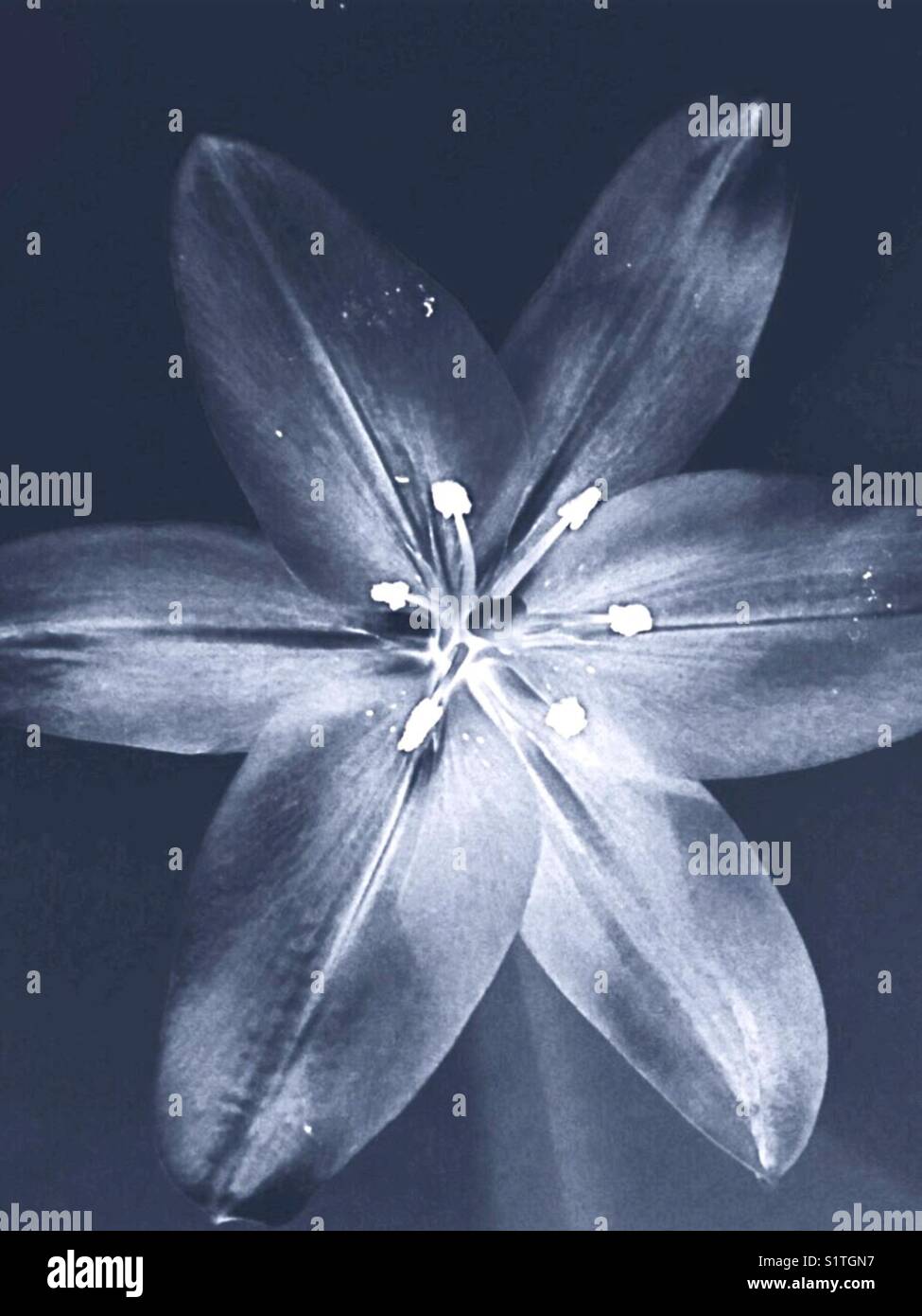 Xray flowers hi-res stock photography and images - Alamy