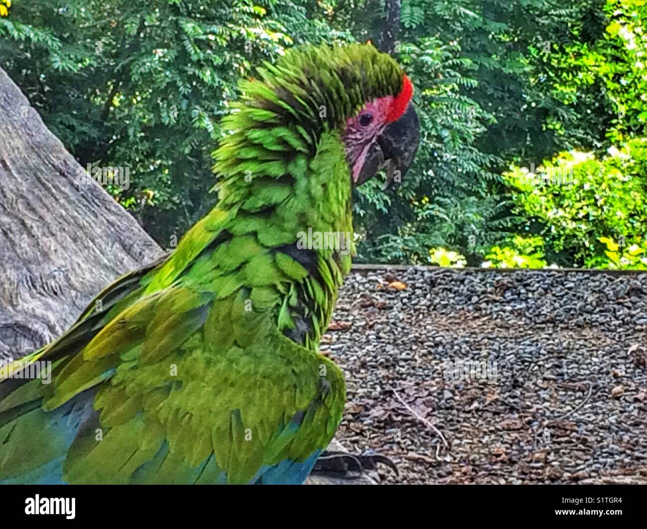 Parrot head hi-res stock photography and images - Alamy