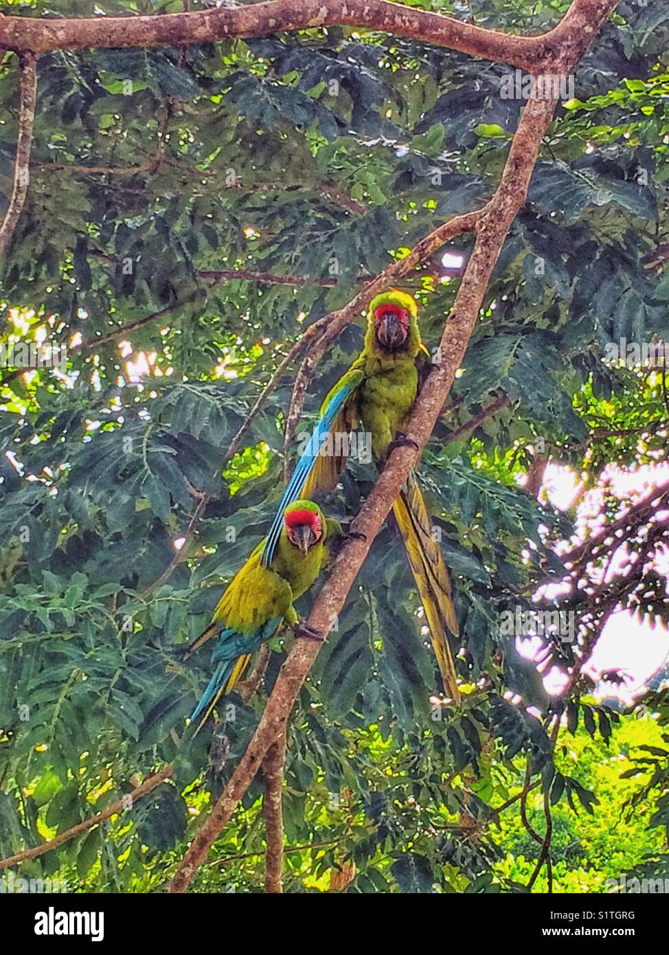 Birds parrots hi-res stock photography and images - Alamy