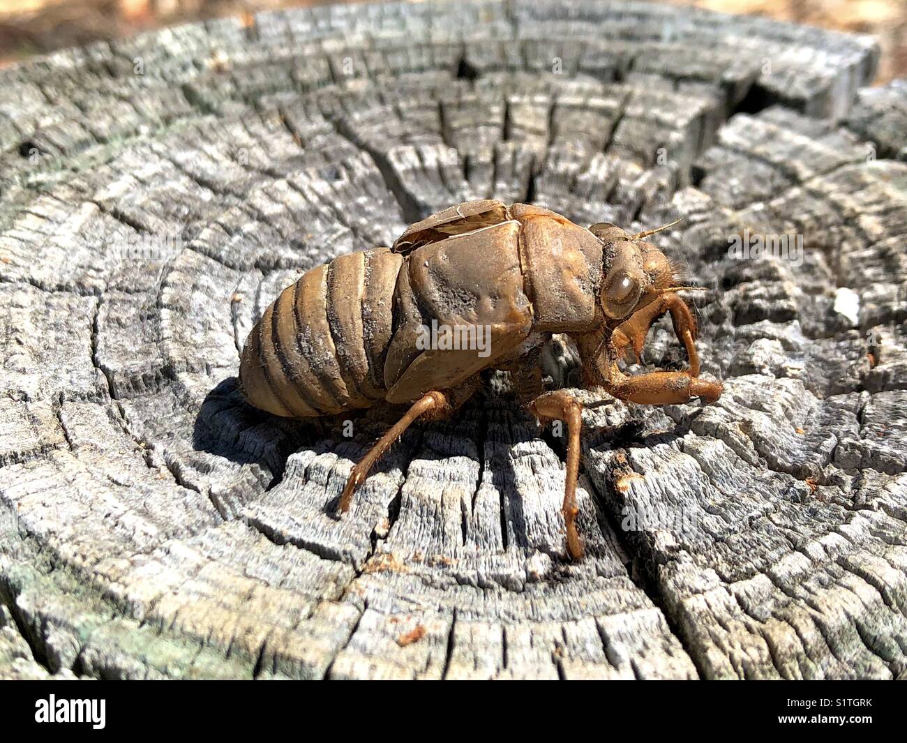 Double drummer hi-res stock photography and images - Alamy