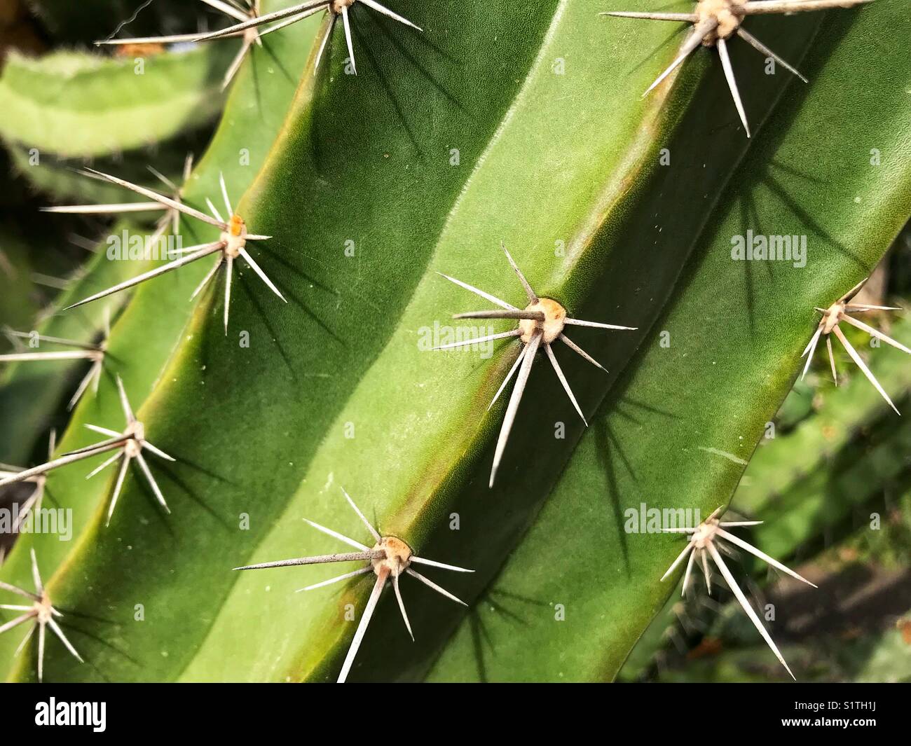 Sharp plants hi-res stock photography and images - Alamy
