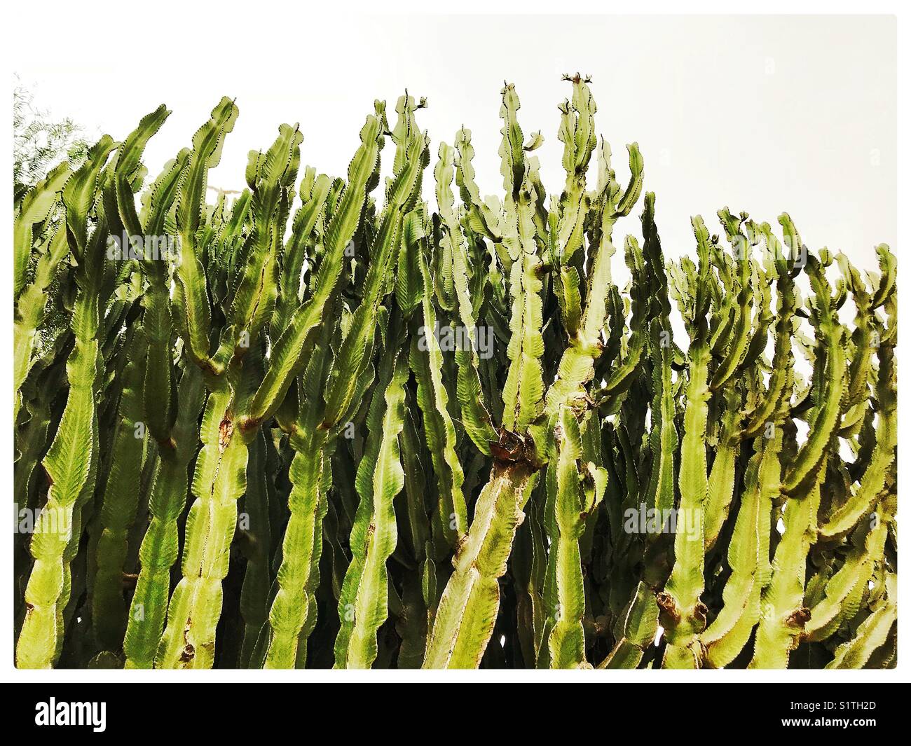 Tall cactus hi-res stock photography and images - Alamy