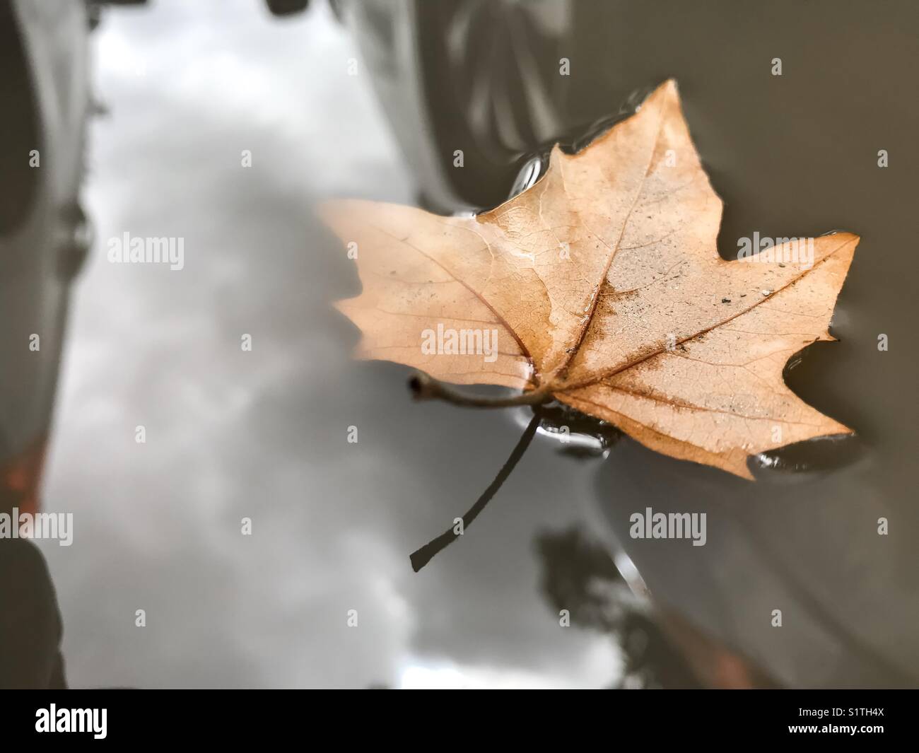 Maple leaf floating on a water puddle Stock Photo - Alamy