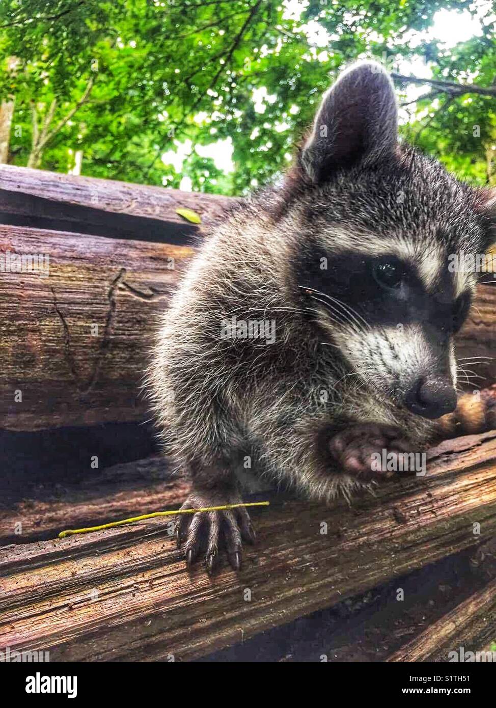 Kiss from an animal hi-res stock photography and images - Alamy