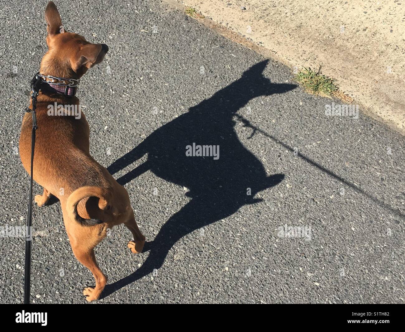 Dog shadow hi-res stock photography and images - Alamy