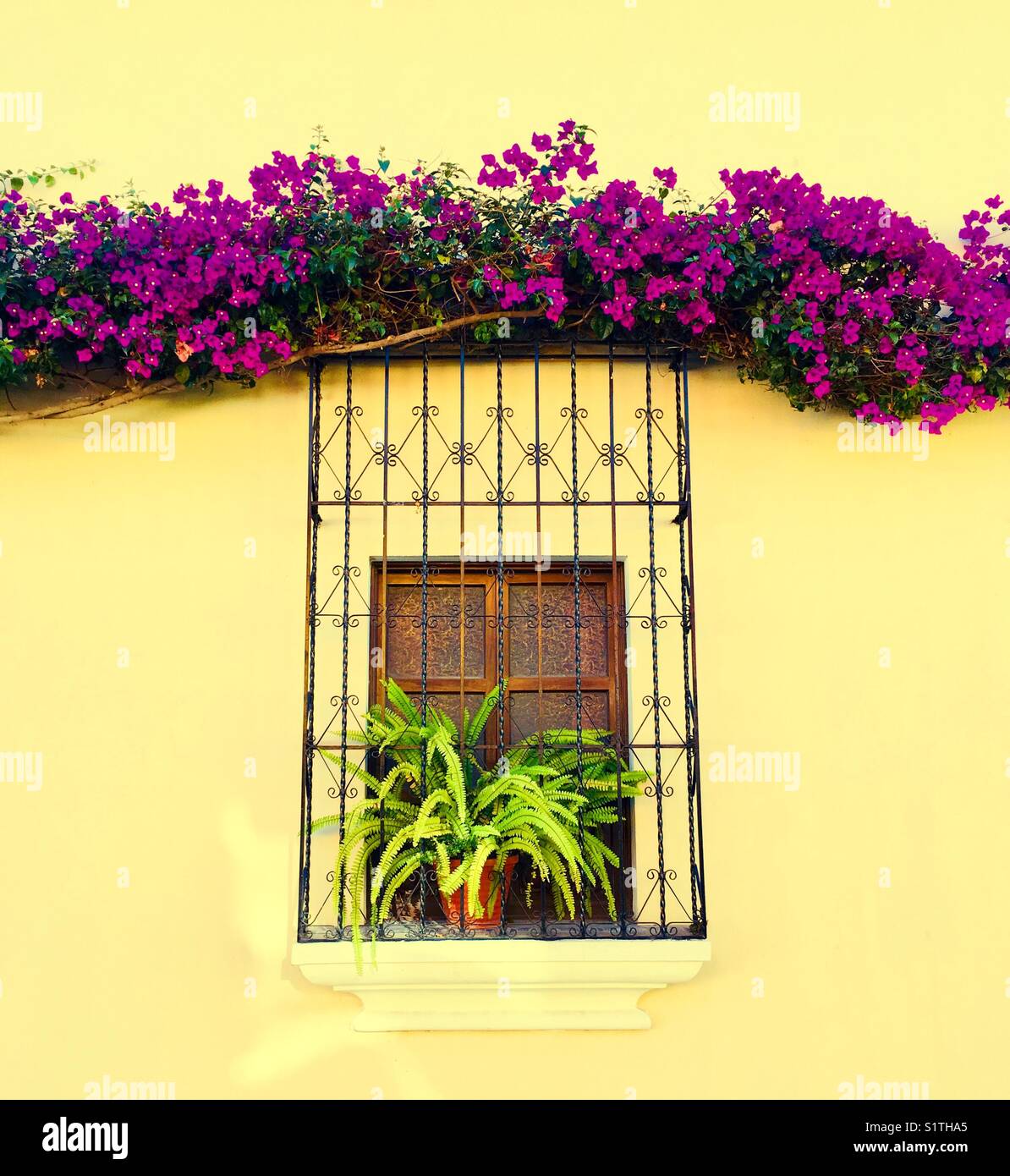 Antigua bougainvillea hi-res stock photography and images - Alamy