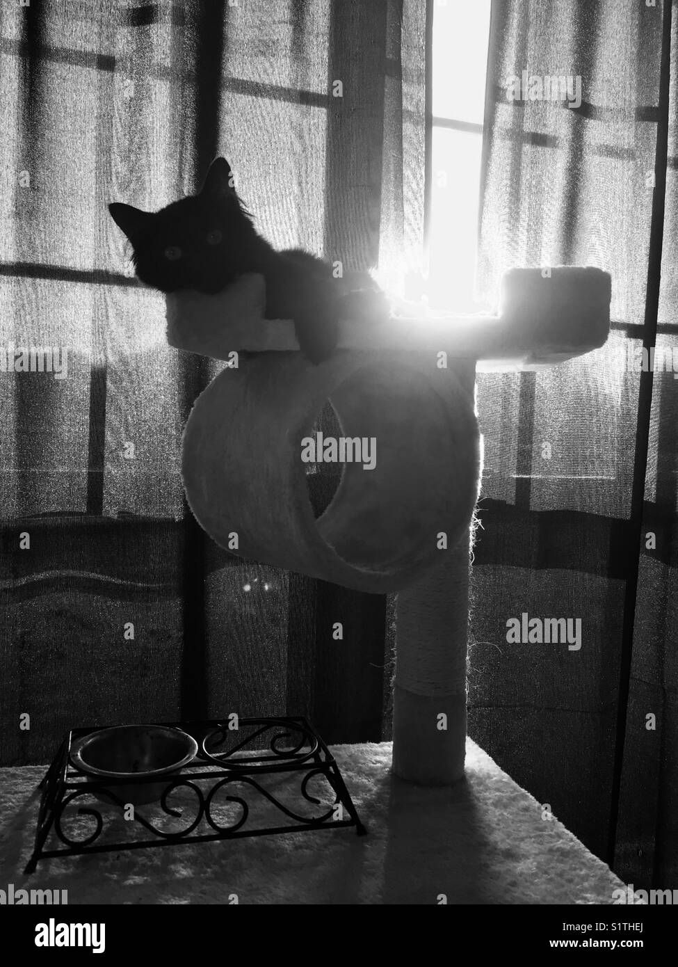 Kitten Sun High Resolution Stock Photography and Images - Alamy