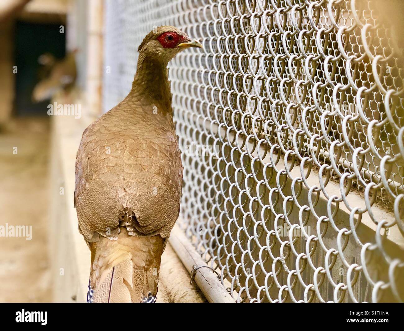 Golden pheasant at delhi zoo,India Stock Photo - Alamy