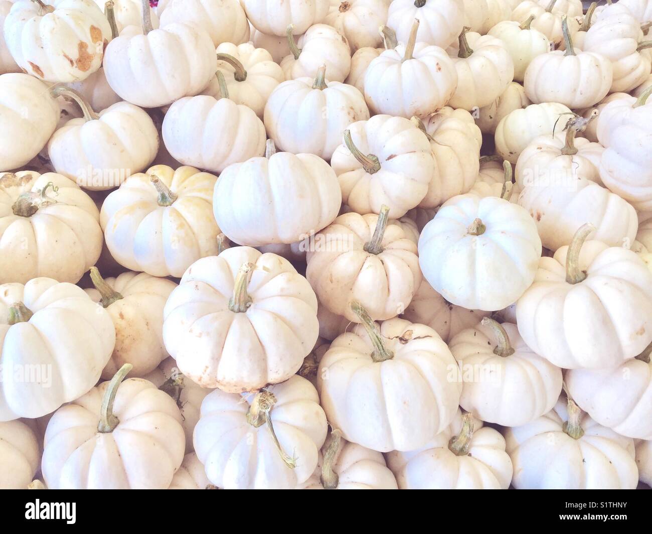 Mini White Pumpkins High Resolution Stock Photography and Images - Alamy