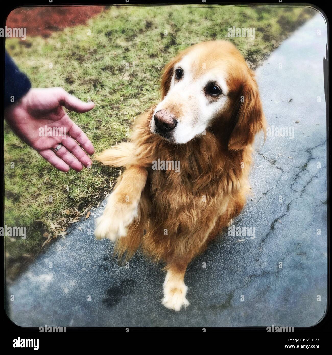 Dog paw shake hi-res stock photography and images - Alamy