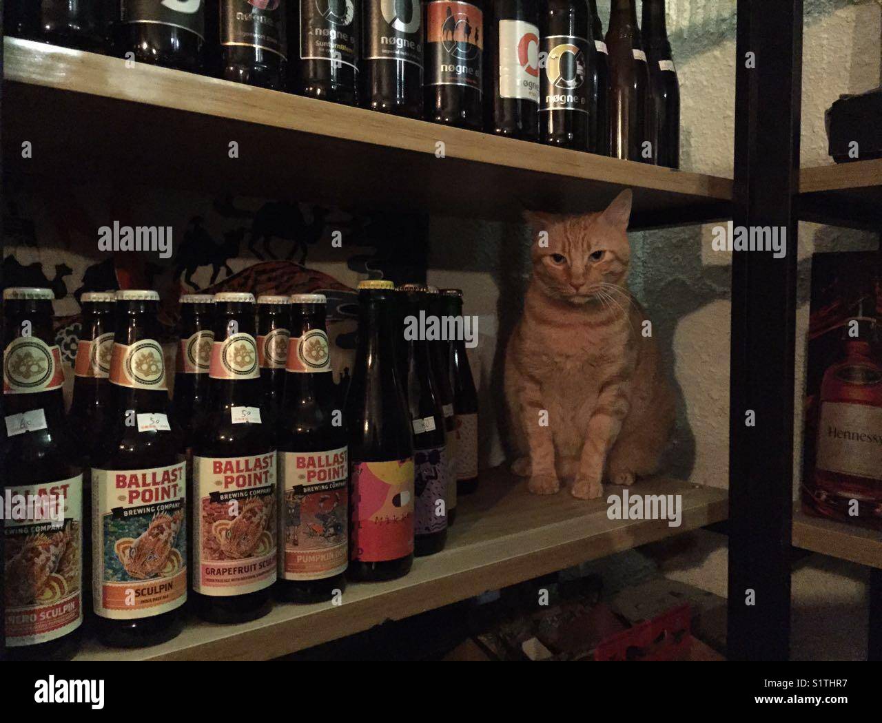 Cat beer hi-res stock photography and images - Alamy