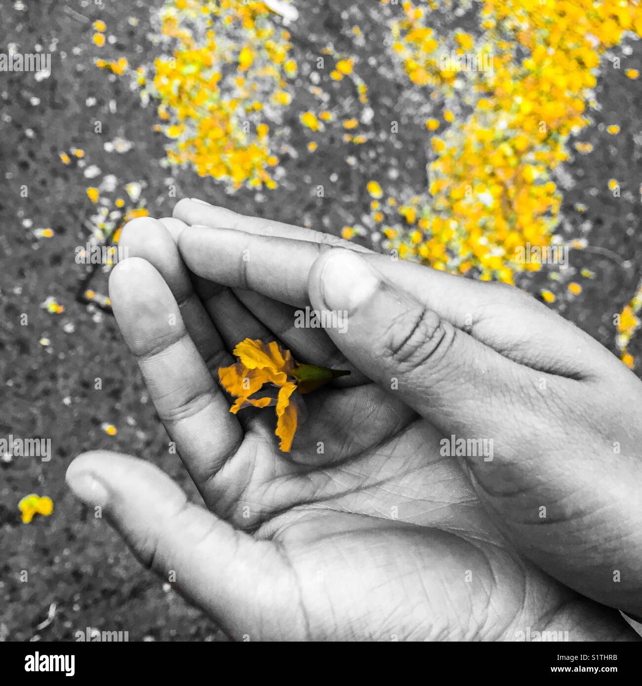 Catch a falling flower Stock Photo - Alamy