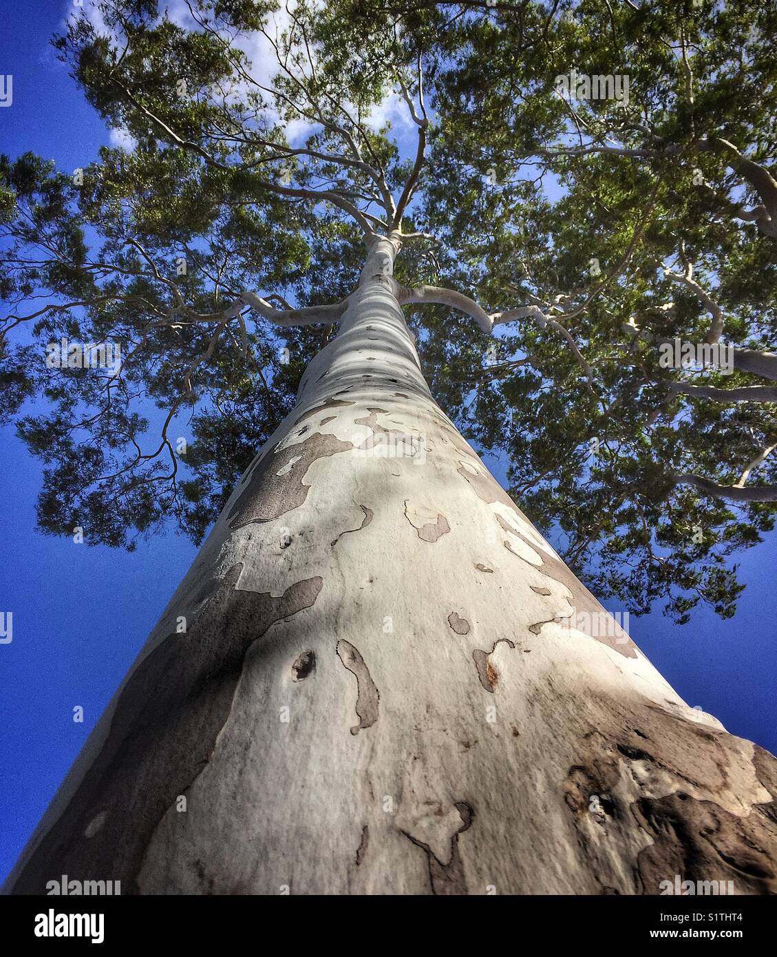 Eucalyptus tree bark hi-res stock photography and images - Alamy