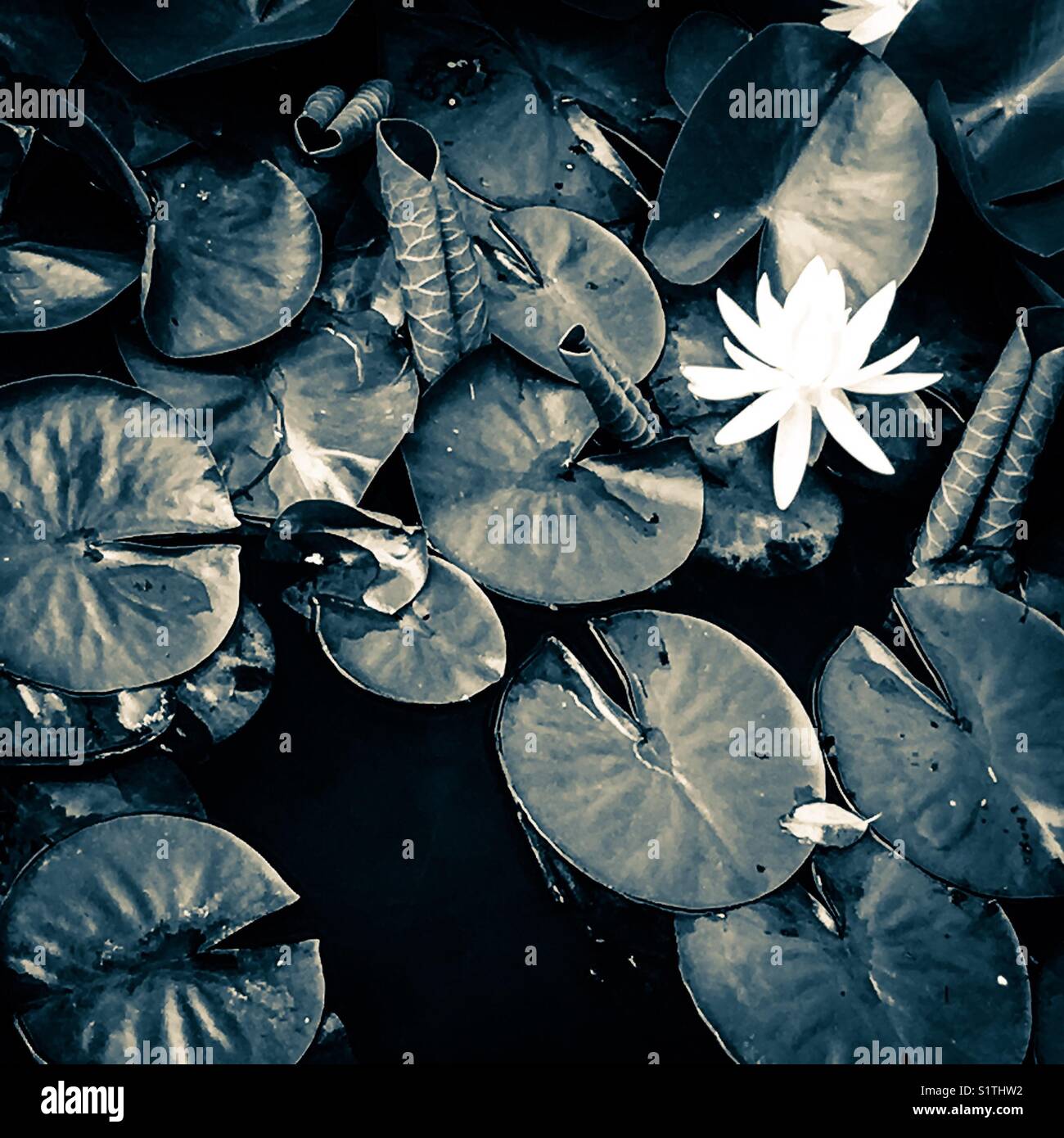 How to grow water lily hi-res stock photography and images - Alamy