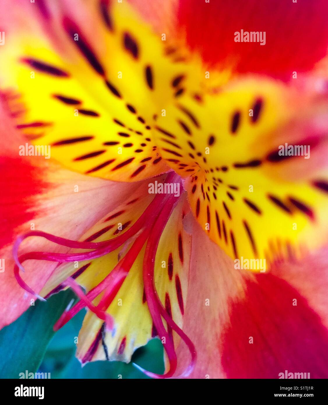 November lily hi-res stock photography and images - Alamy