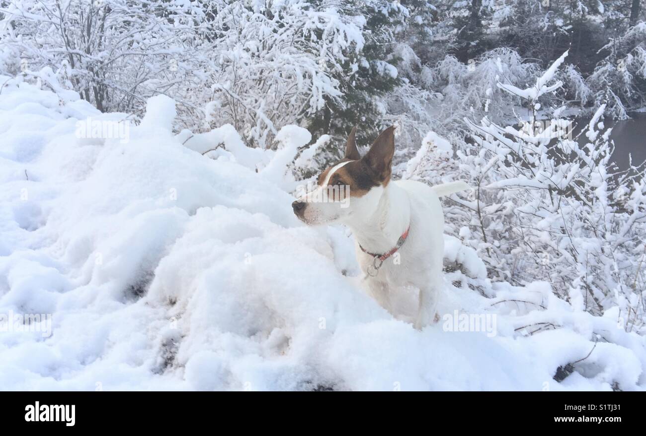 Jack Russell Terrier dog running up a snowy hill with snow covered ...
