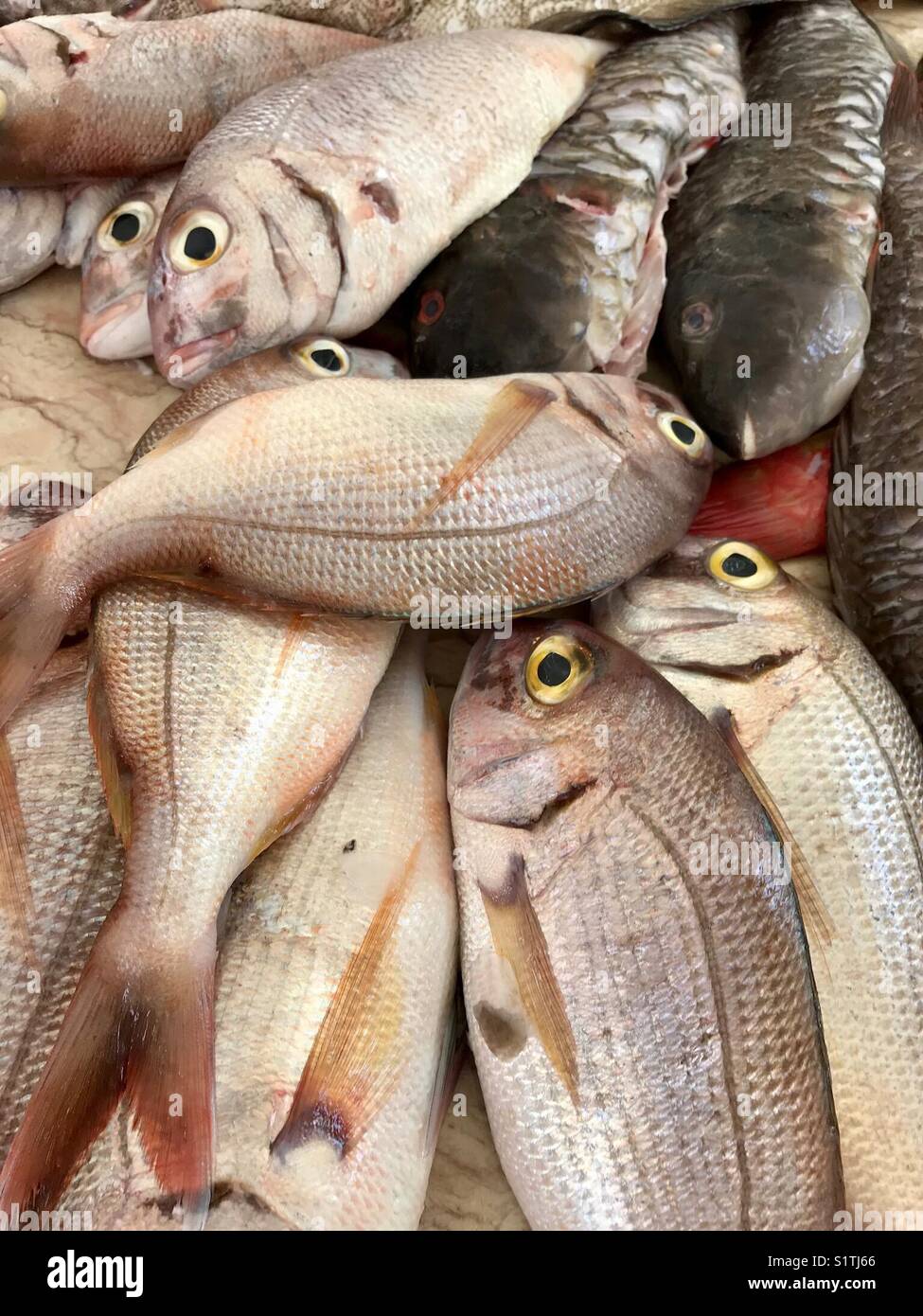 Fresh ocean fish hi-res stock photography and images - Alamy