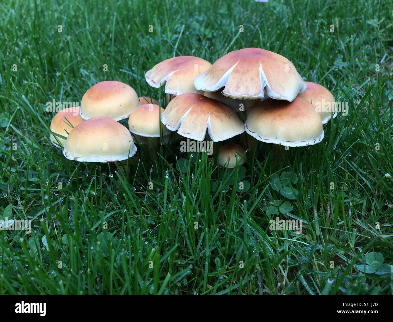 Garden mushroom hi-res stock photography and images - Alamy