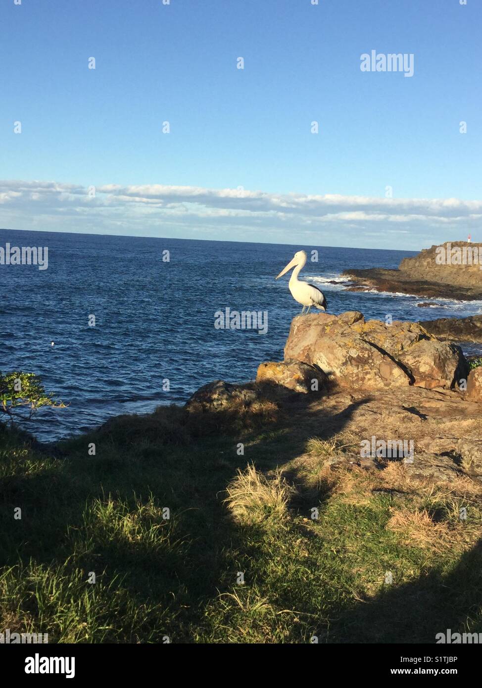 Chilling animals hi-res stock photography and images - Alamy