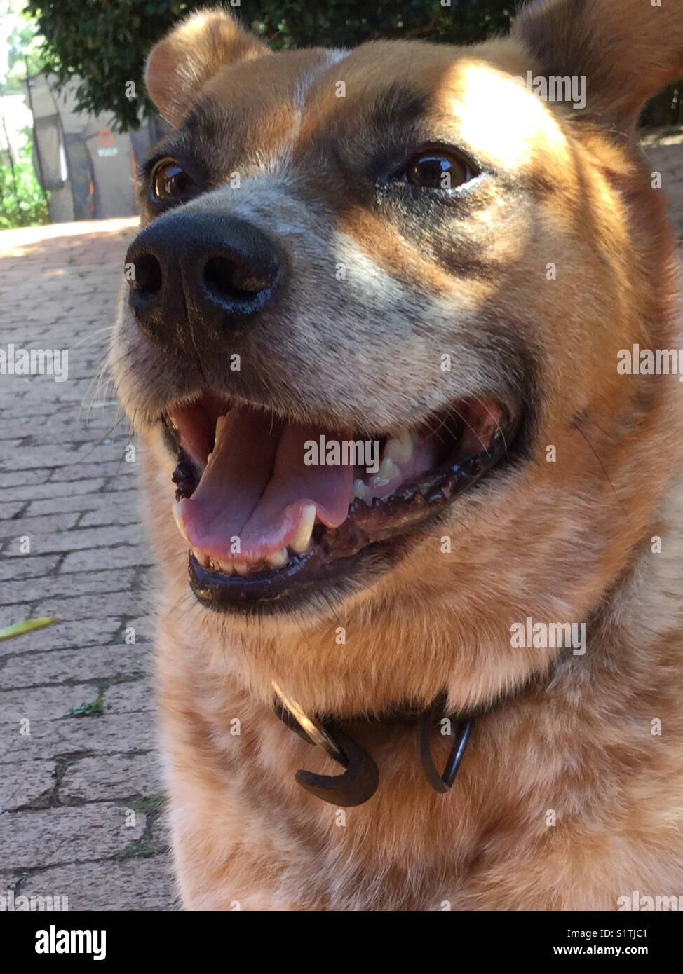 Fat head hi-res stock photography and images - Alamy