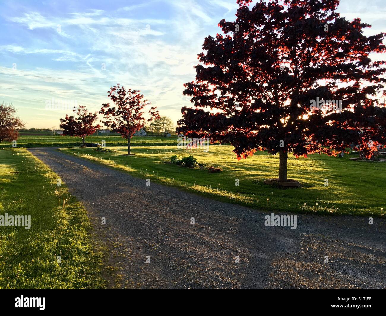 Sunset maple hi-res stock photography and images - Alamy