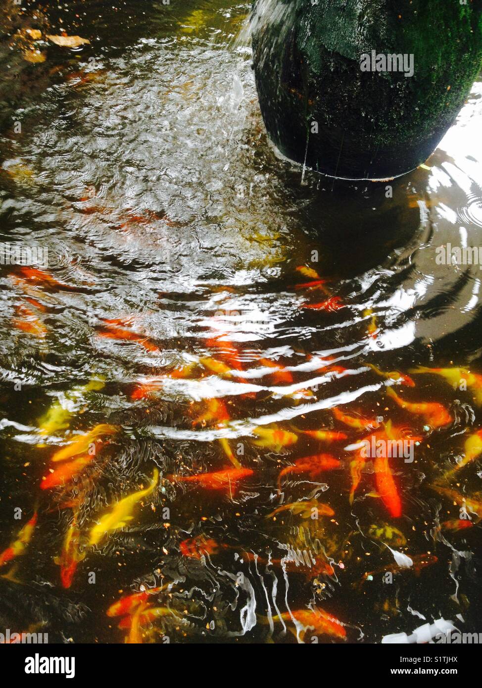 Fish in Pool Stock Photo - Alamy