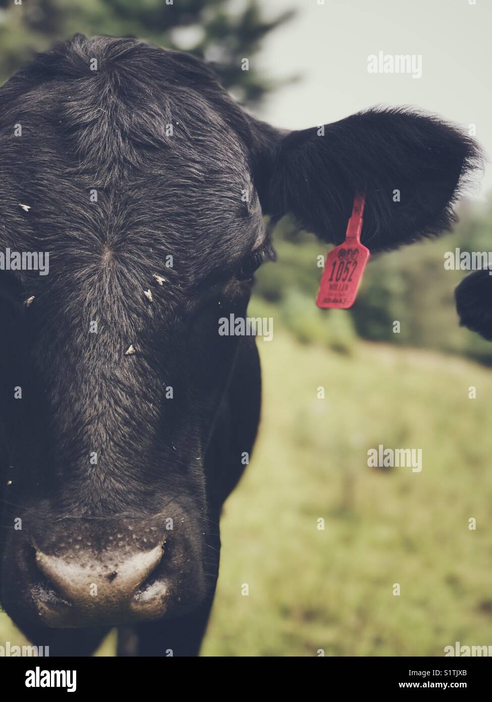 Cow fly hi-res stock photography and images - Alamy