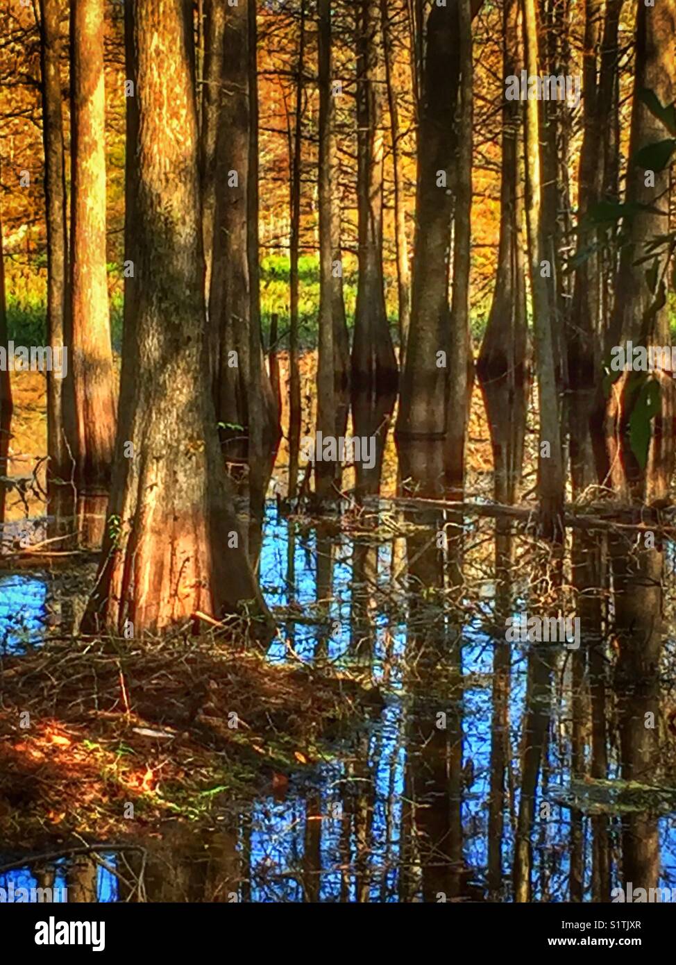 Cypress tree in florida swamp hi-res stock photography and images - Alamy