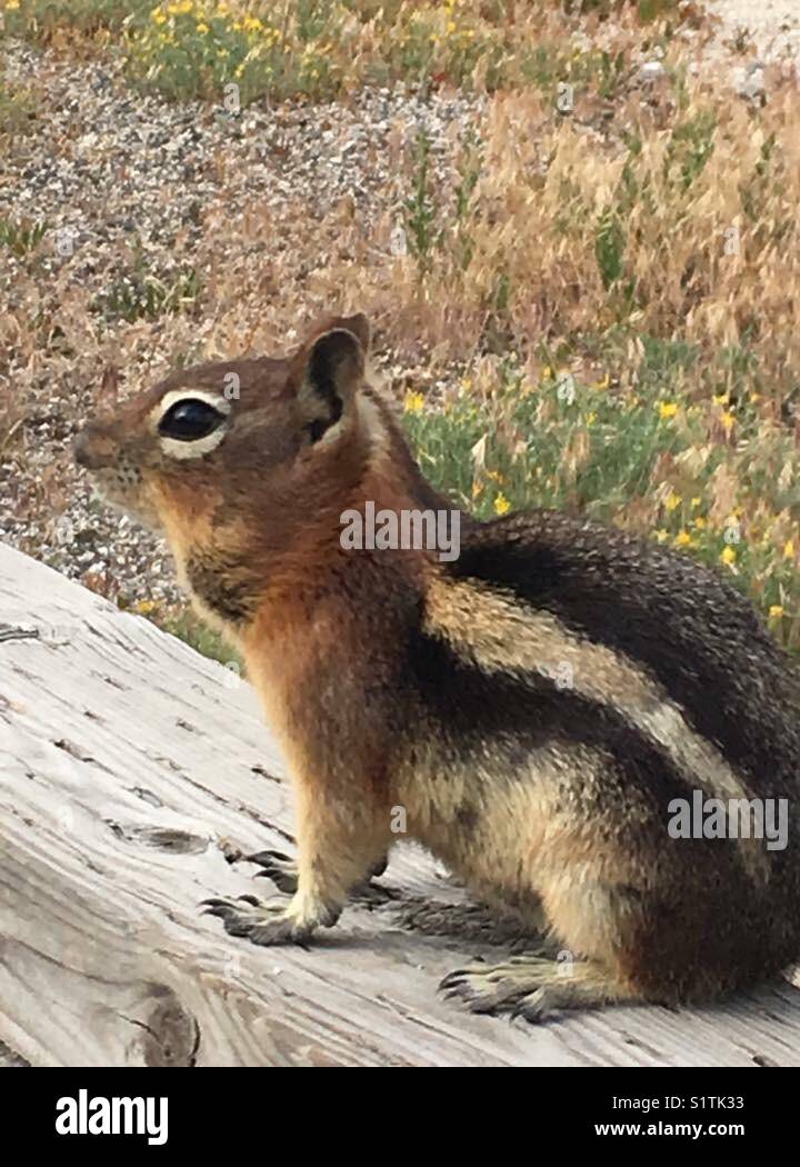 Chipmunk in wild Stock Photo - Alamy