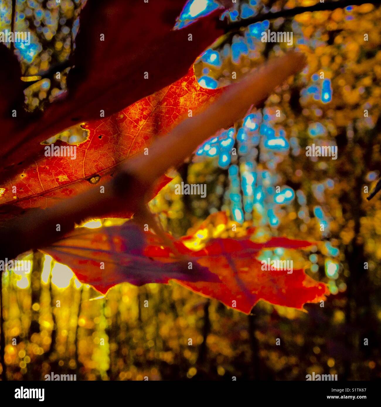 Backlit fall leaf hi-res stock photography and images - Alamy
