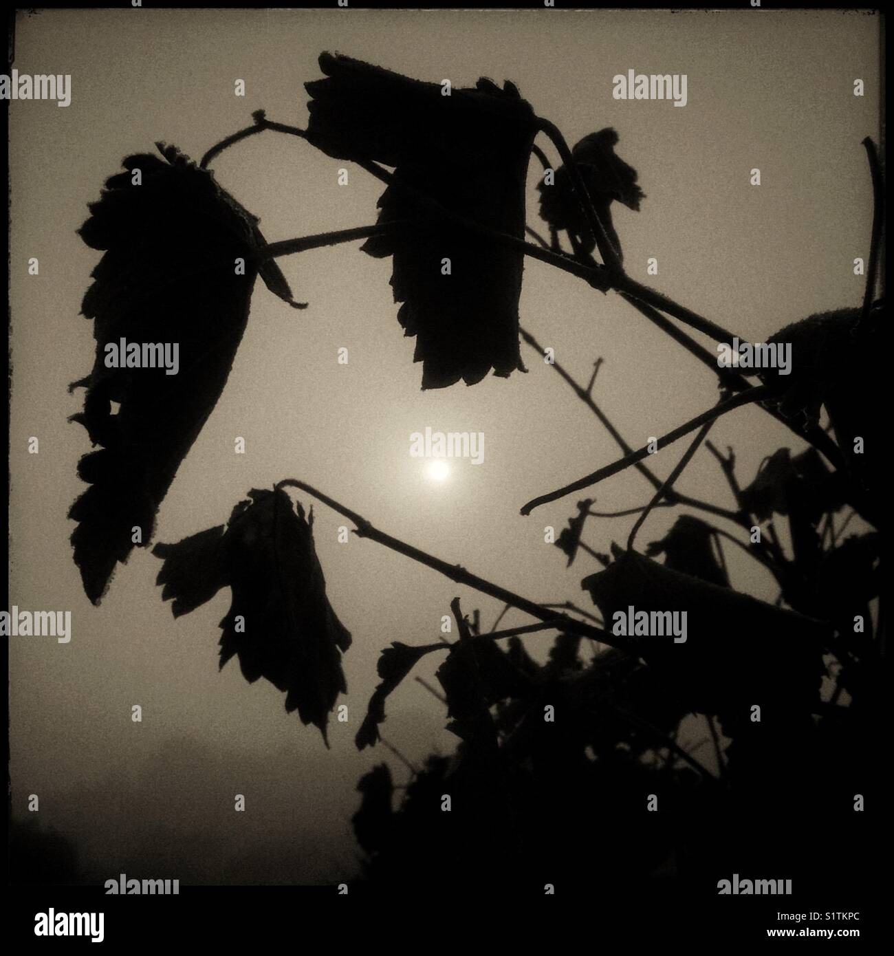 Sun breaking through the fog in the vineyard, Catalonia, Spain Stock ...