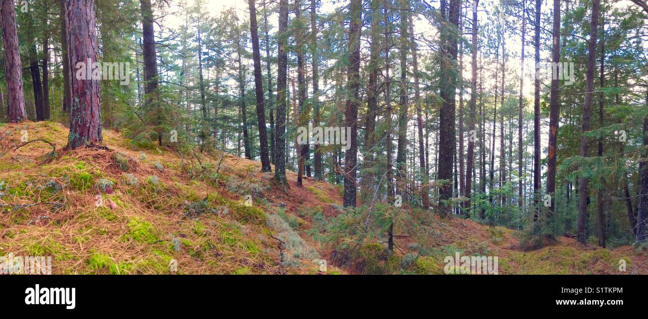 Tree canopy sky panorama hi-res stock photography and images - Alamy