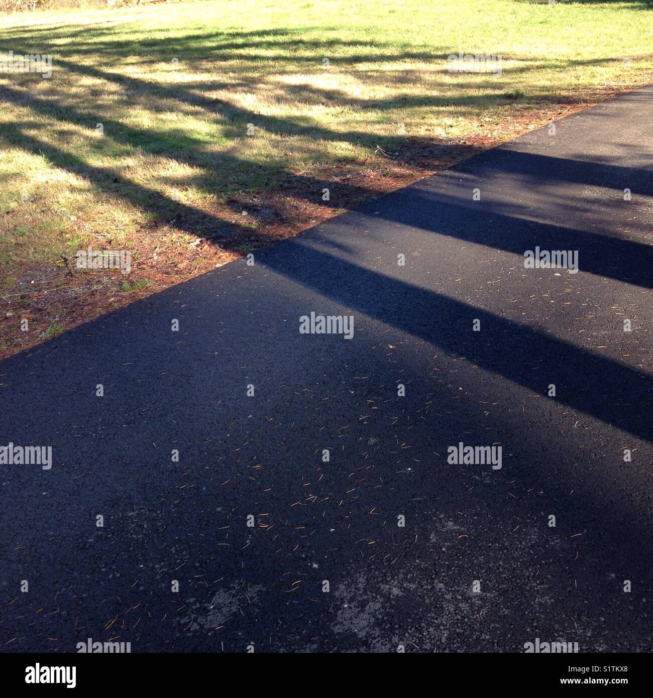 Long shadows trees hi-res stock photography and images - Alamy
