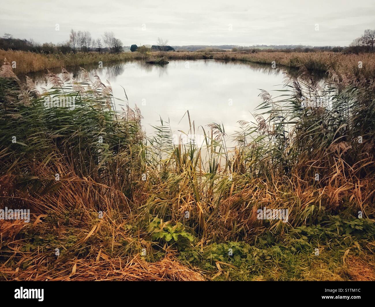 Pond and reed beds, evening, Ham Wall, Avalon Marshes, Somerset ...