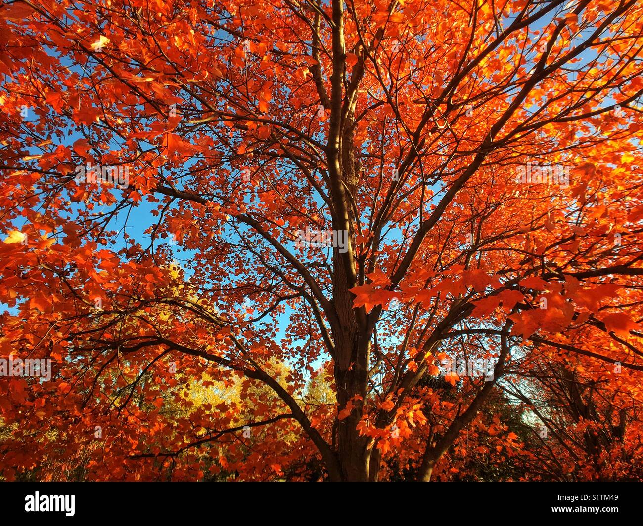 Bright red leaves of tree Stock Photo - Alamy