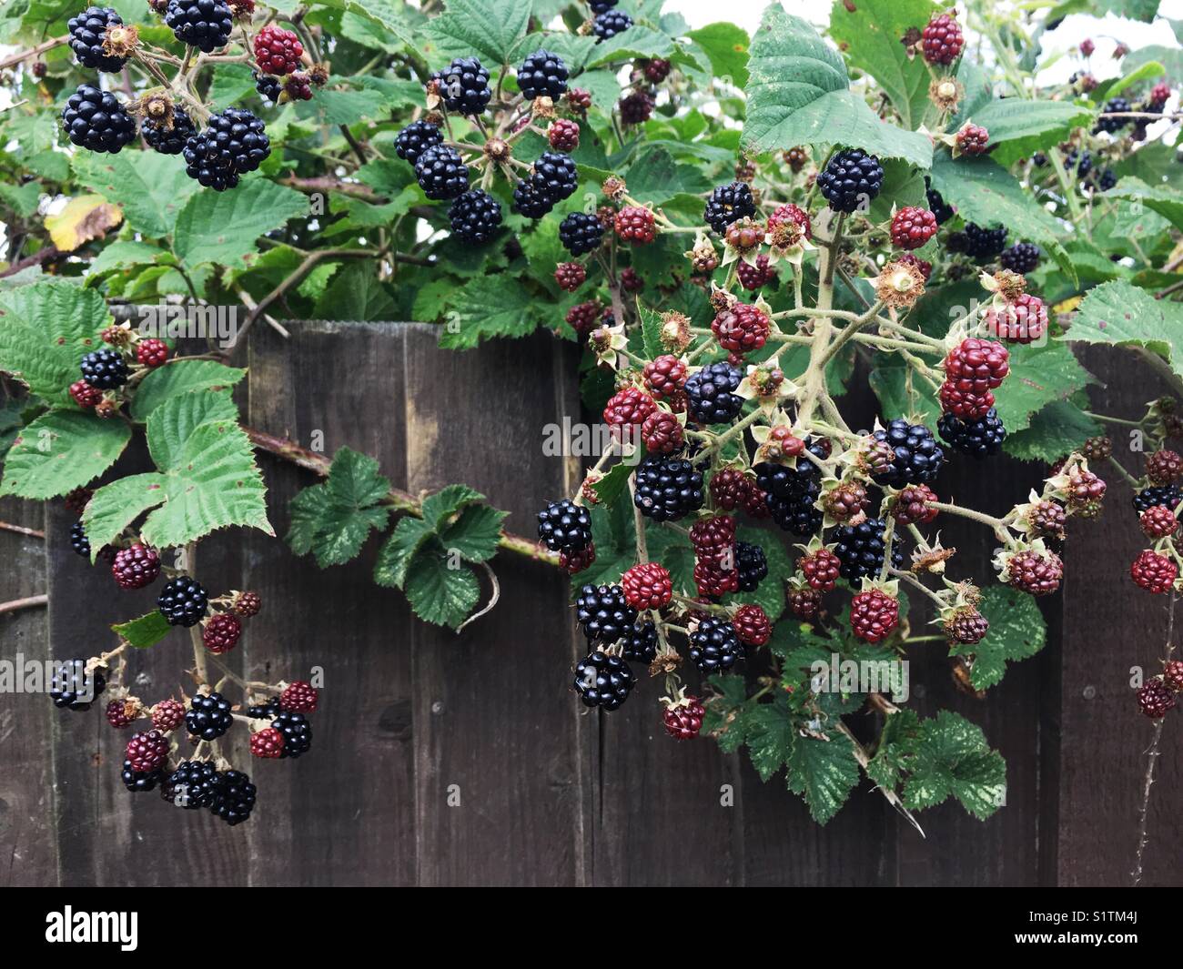 Wild Blackberries, Norfolk, England Stock Photo - Alamy