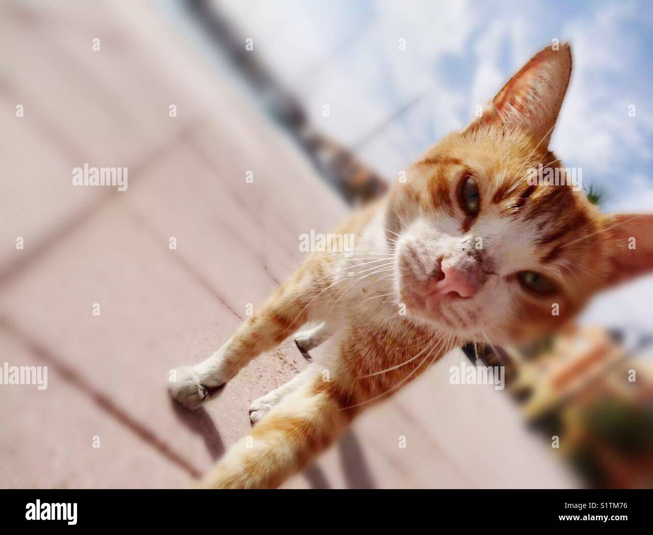 Cat is curious and watching you! Stock Photo - Alamy