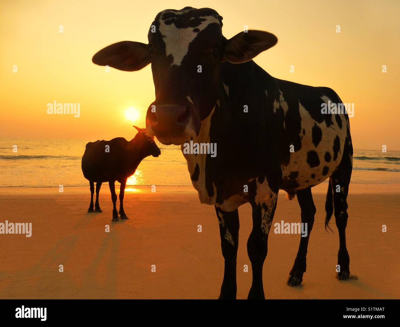 Animal sunset hi-res stock photography and images - Alamy