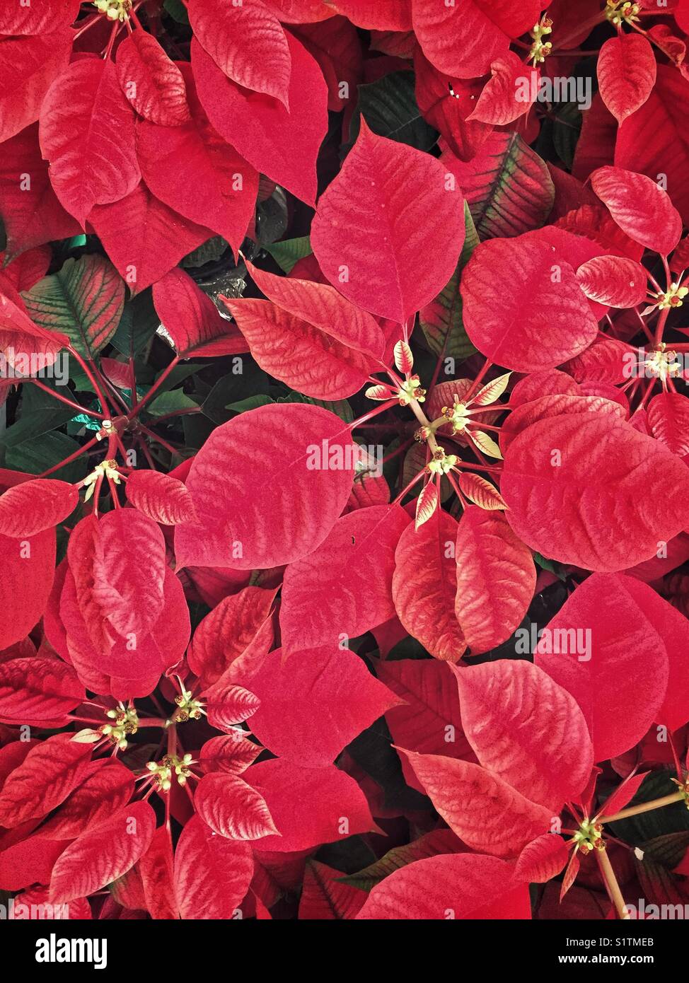 Closeup poinsettia flower hi-res stock photography and images - Alamy
