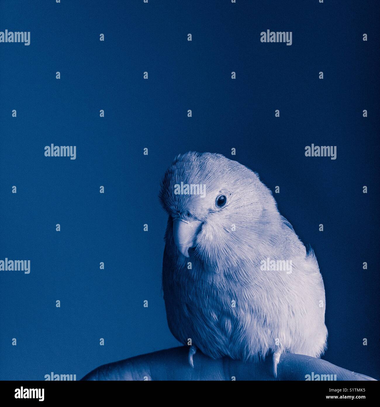 Pacific parrotlet hi-res stock photography and images - Alamy